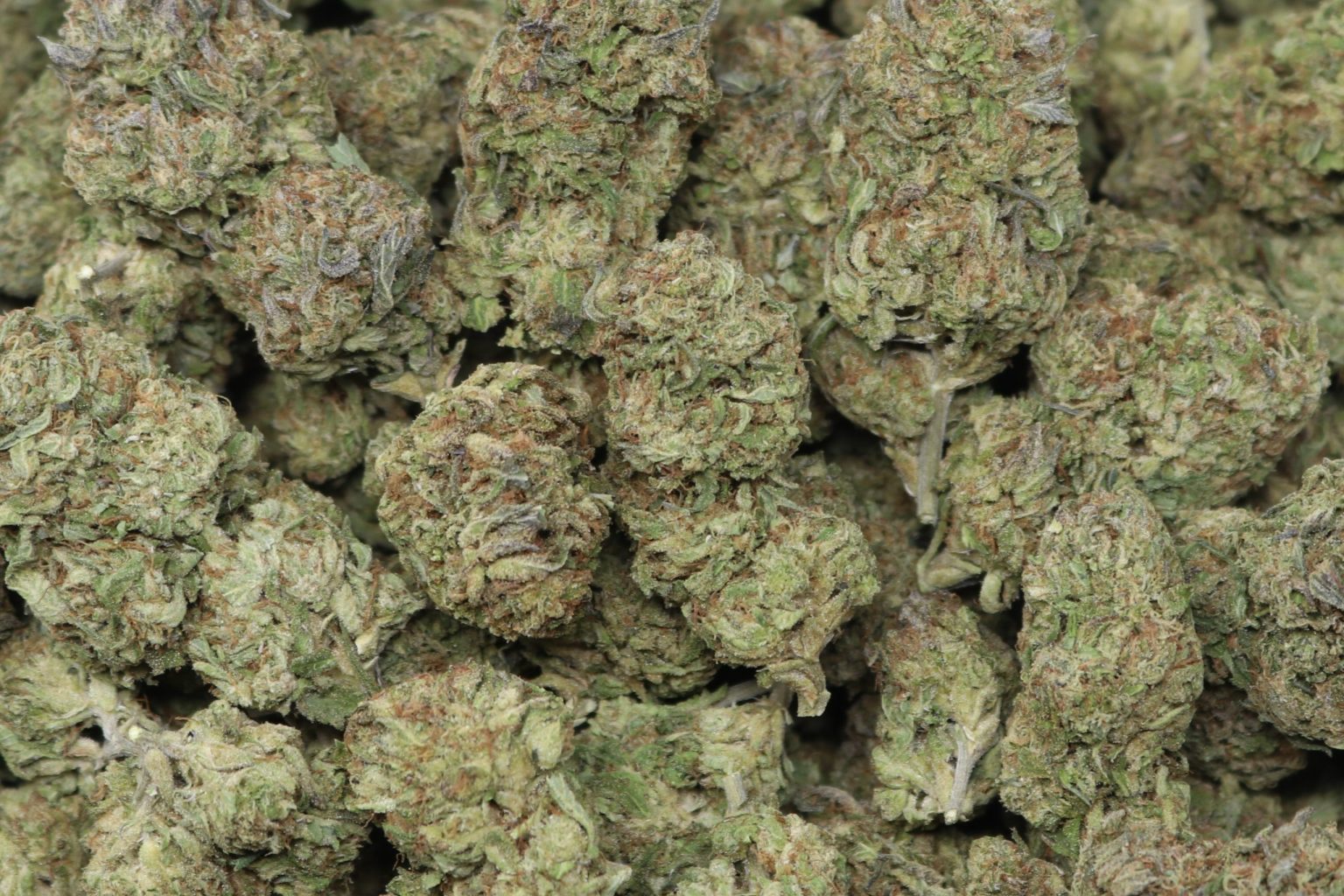 Cookies and Cream - Cali Canna