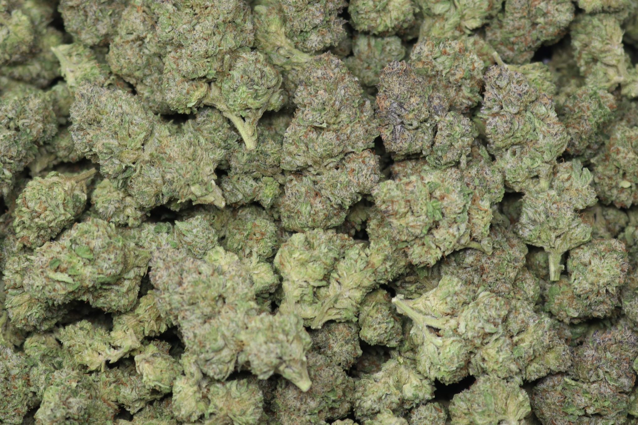 Fire Runtz - Cali Canna