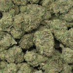 Indica - Cali Canna