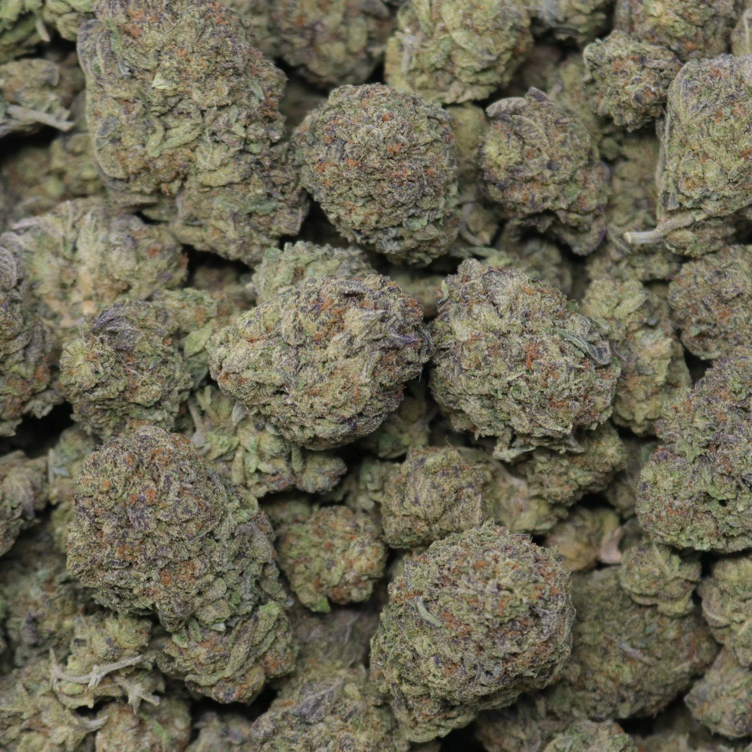 Russian Cream - Cali Canna