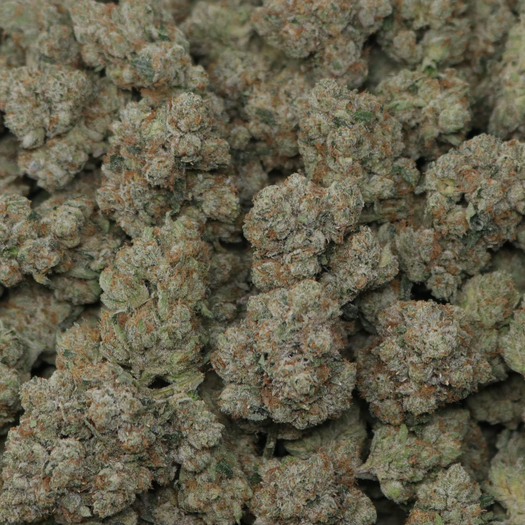 True OG - Cali Canna