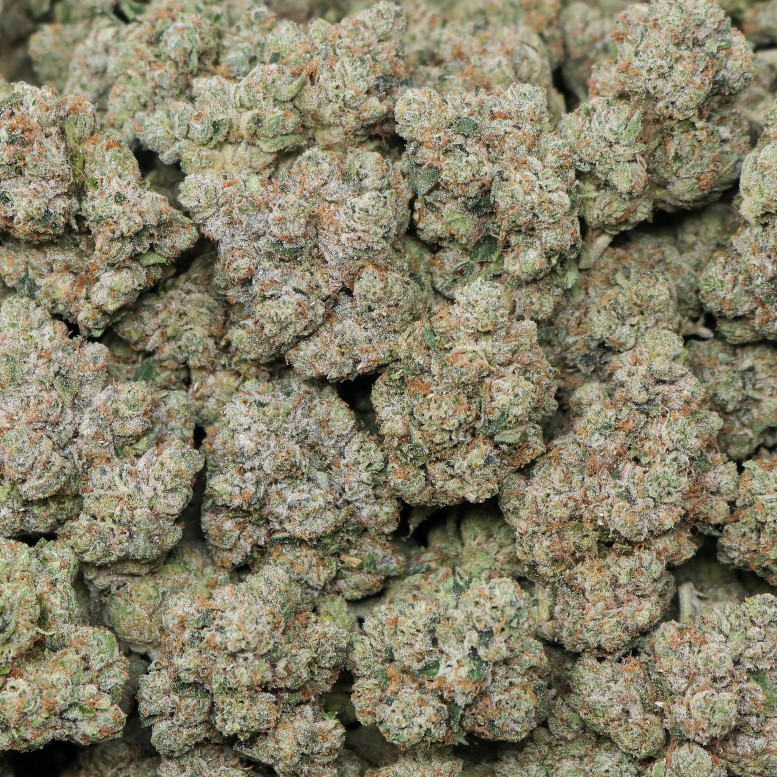 Legend OG - Cali Canna