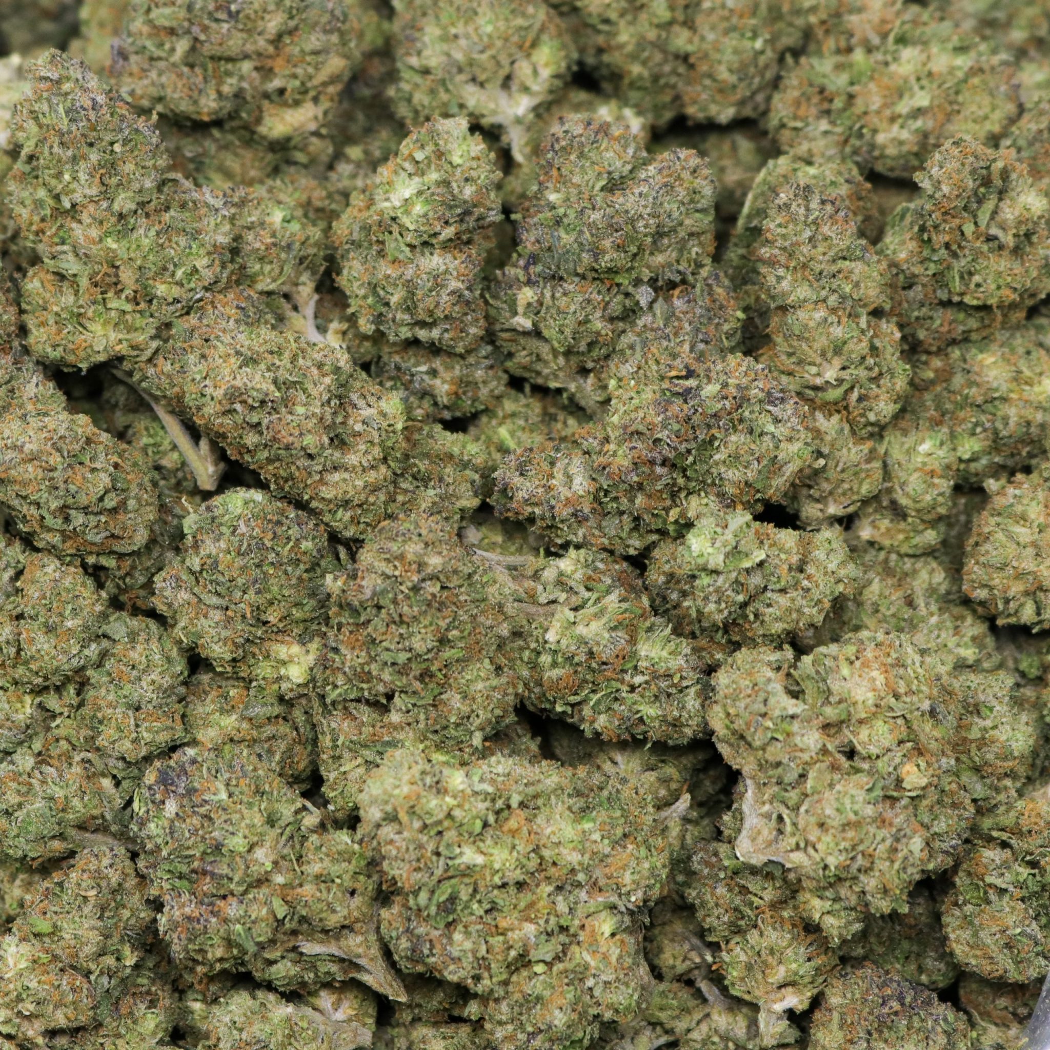 Double Runtz - Cali Canna