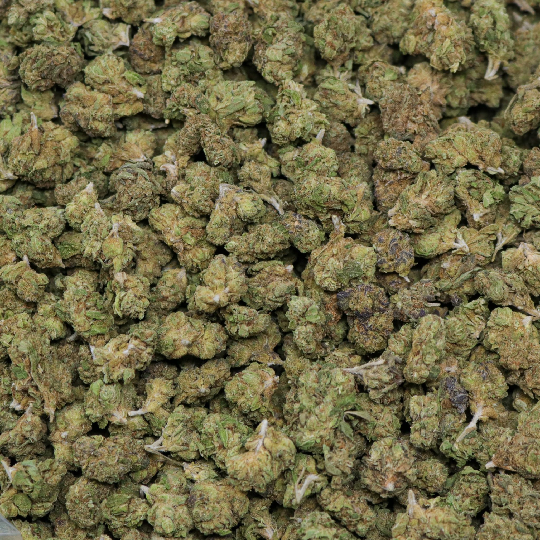 Gelato 47 Smalls | Cali Canna