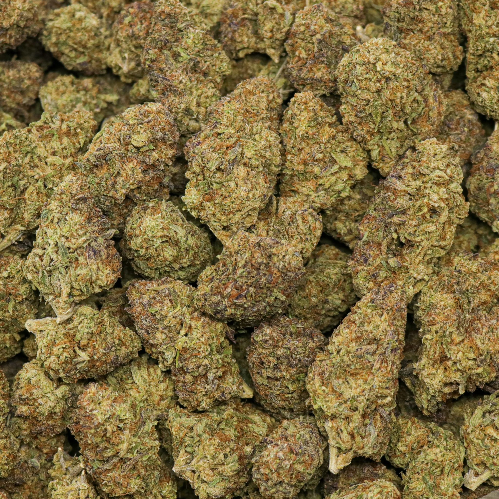 Lemon Haze | Cali Canna